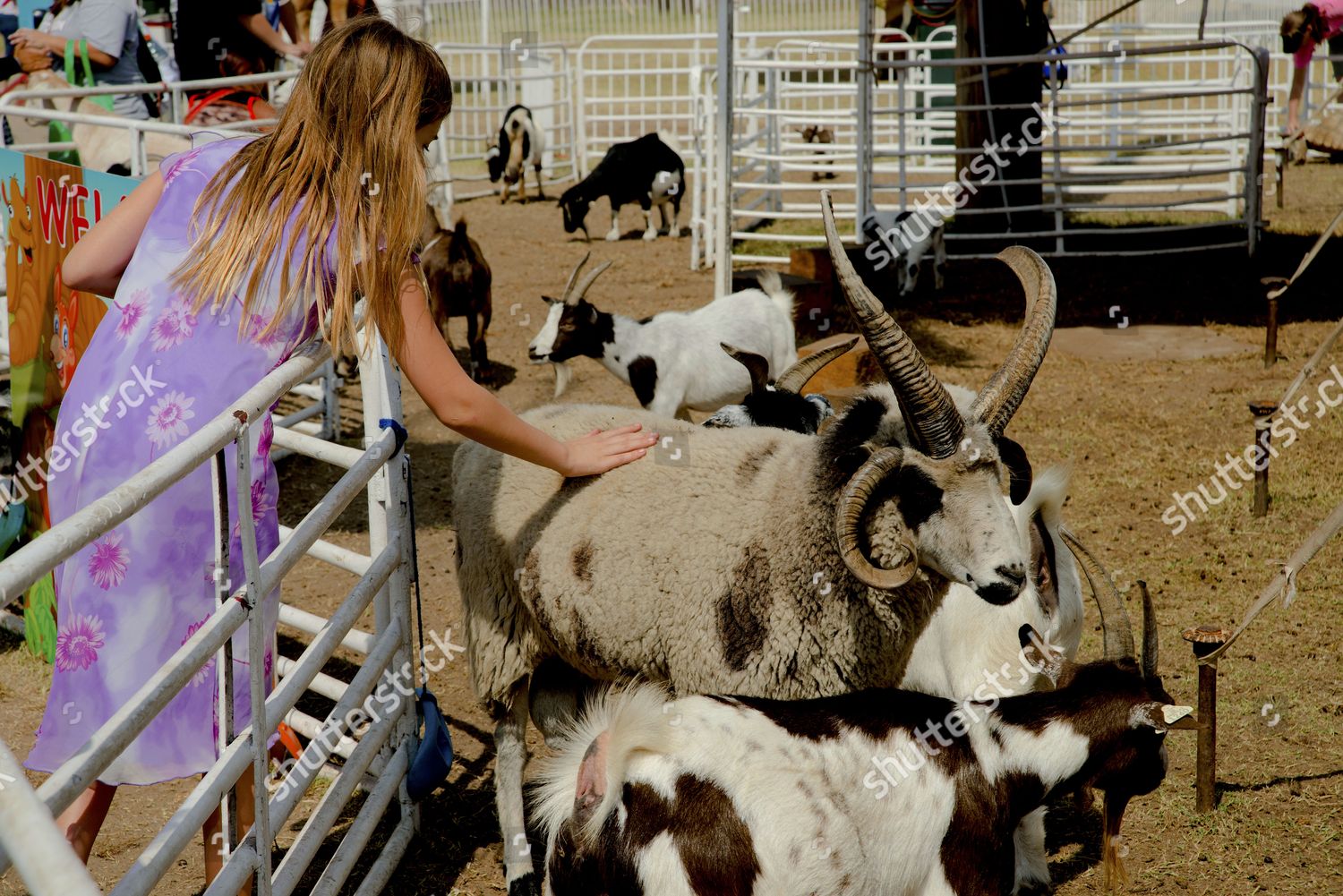 Goats Petting Zoo Kansas State Fair Editorial Stock Photo - Stock Image ...