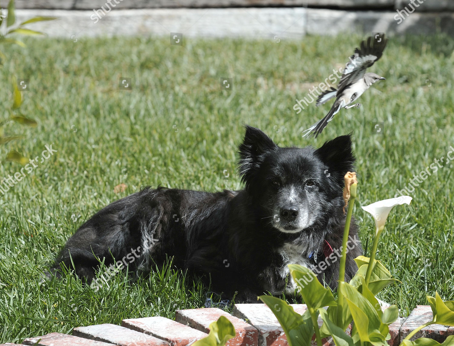 Max Border Collie Mix Watches Blue Editorial Stock Photo - Stock Image ...