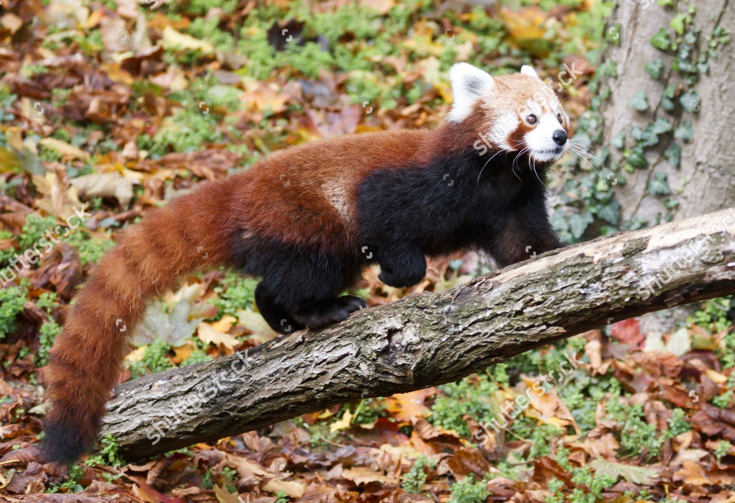 Red Panda Known Lesser Panda Ailurus Editorial Stock Photo - Stock ...
