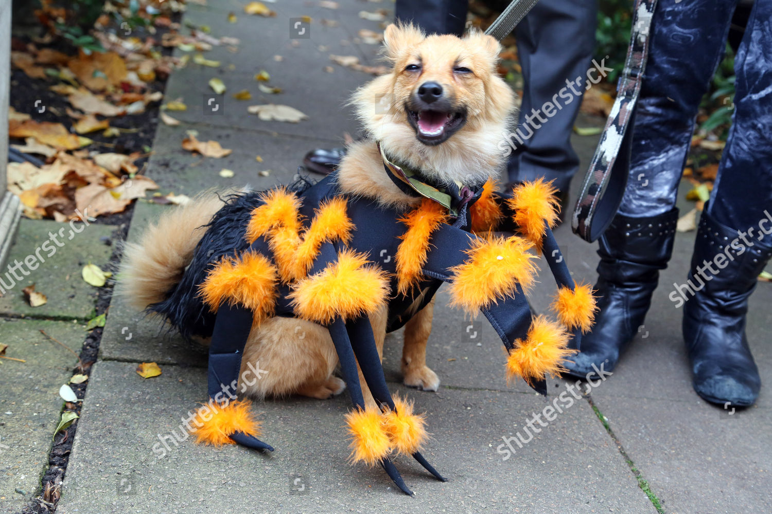 Ernest Fox Esq Spitz Cross Becomes Editorial Stock Photo - Stock Image ...