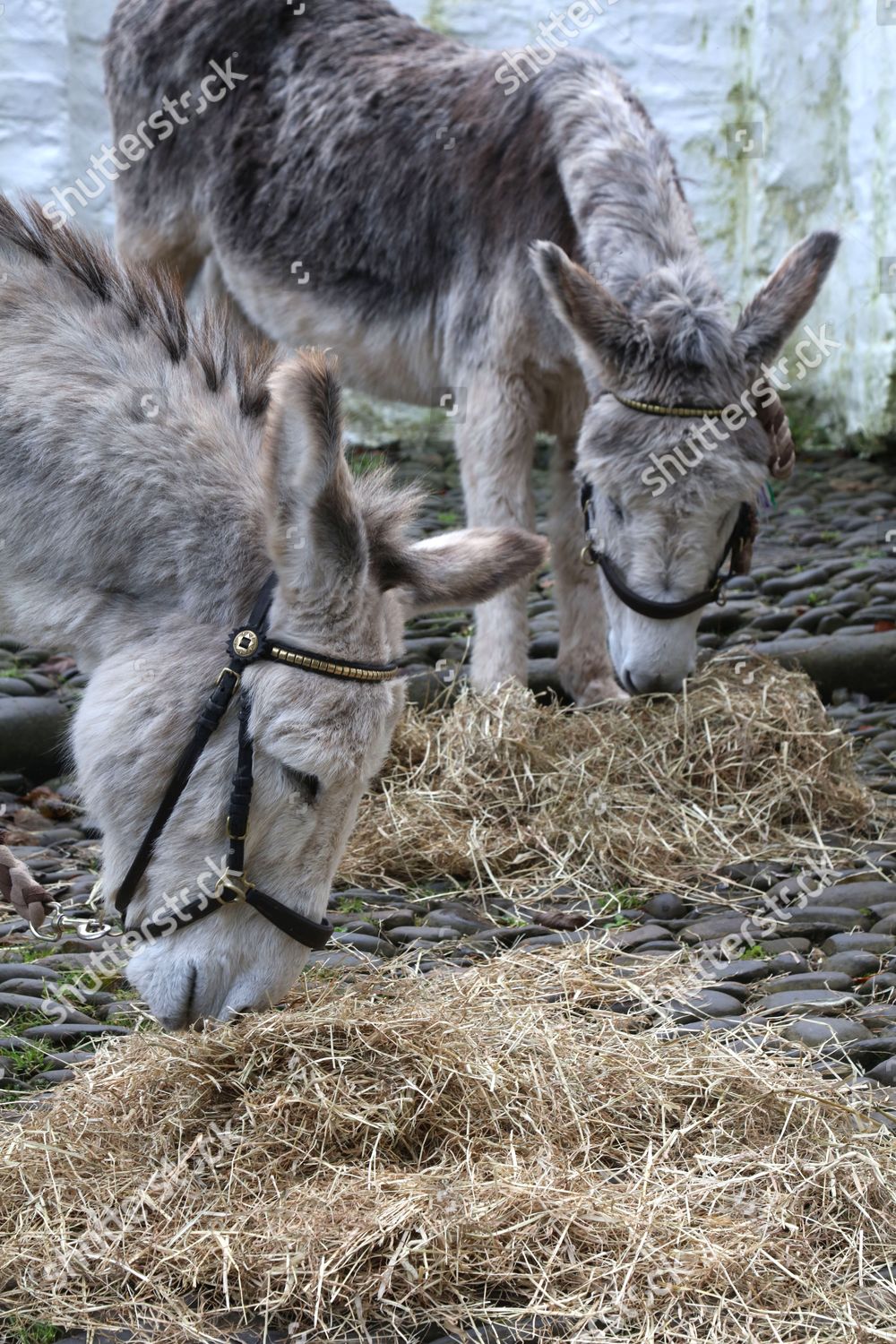 Clovelly Donkeys Eating Hay Editorial Stock Photo - Stock Image ...