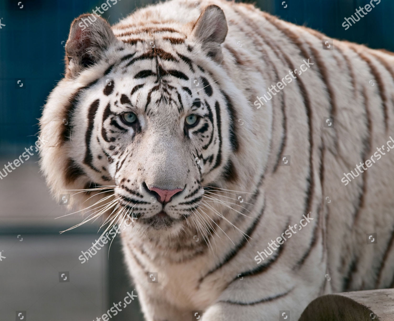 Tiger Spots Avery Turns Approach Editorial Stock Photo - Stock Image ...