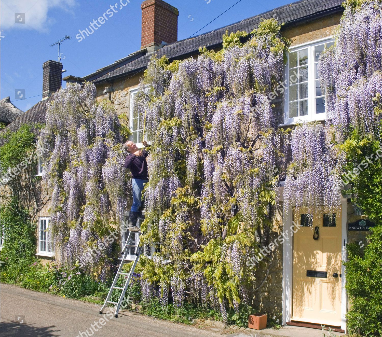 Neighbour Andy Mair Measuring Flowers Editorial Stock Photo - Stock ...