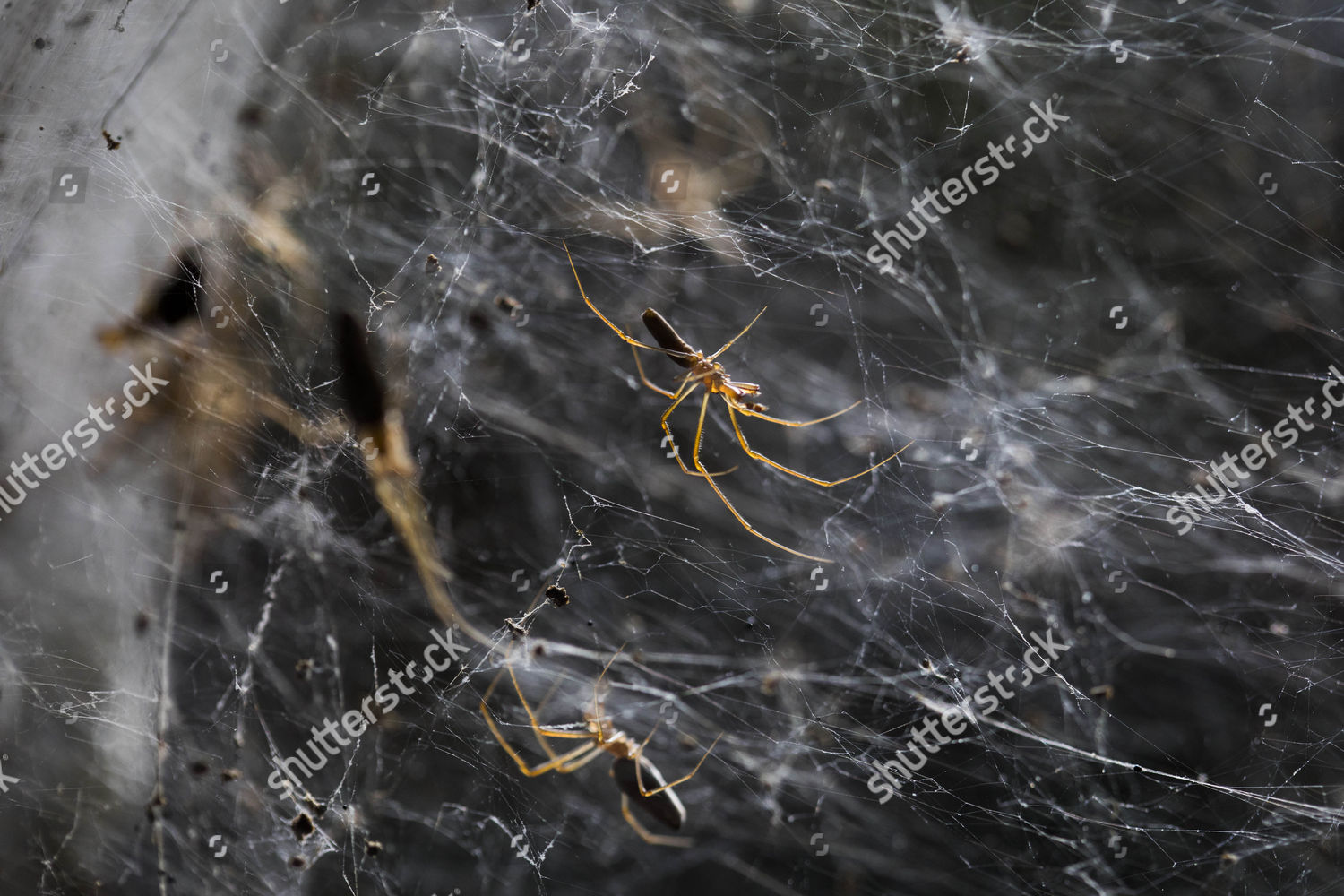 Long Jawed Spiders Tetragnathidae Sit Cobweb Editorial Stock Photo ...