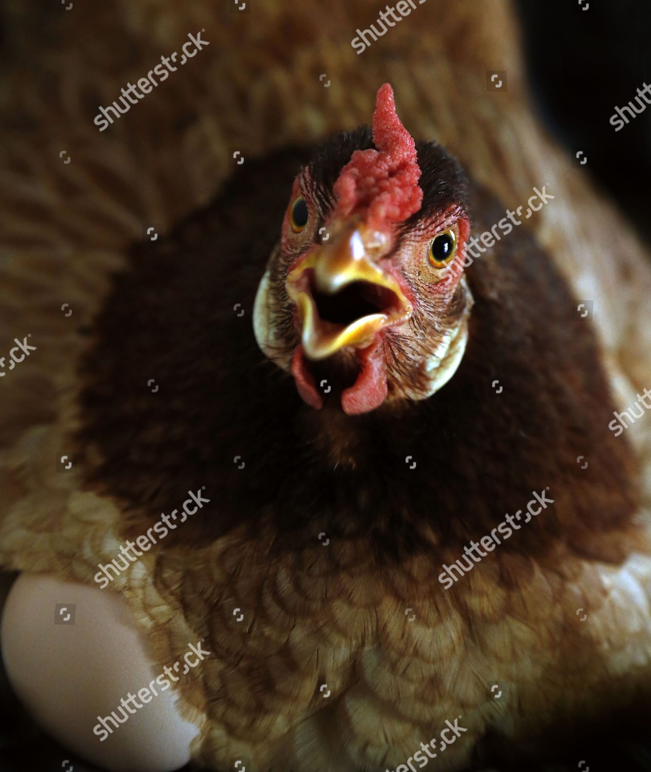 Hen Cackles After Laying Egg Household Editorial Stock Photo - Stock ...