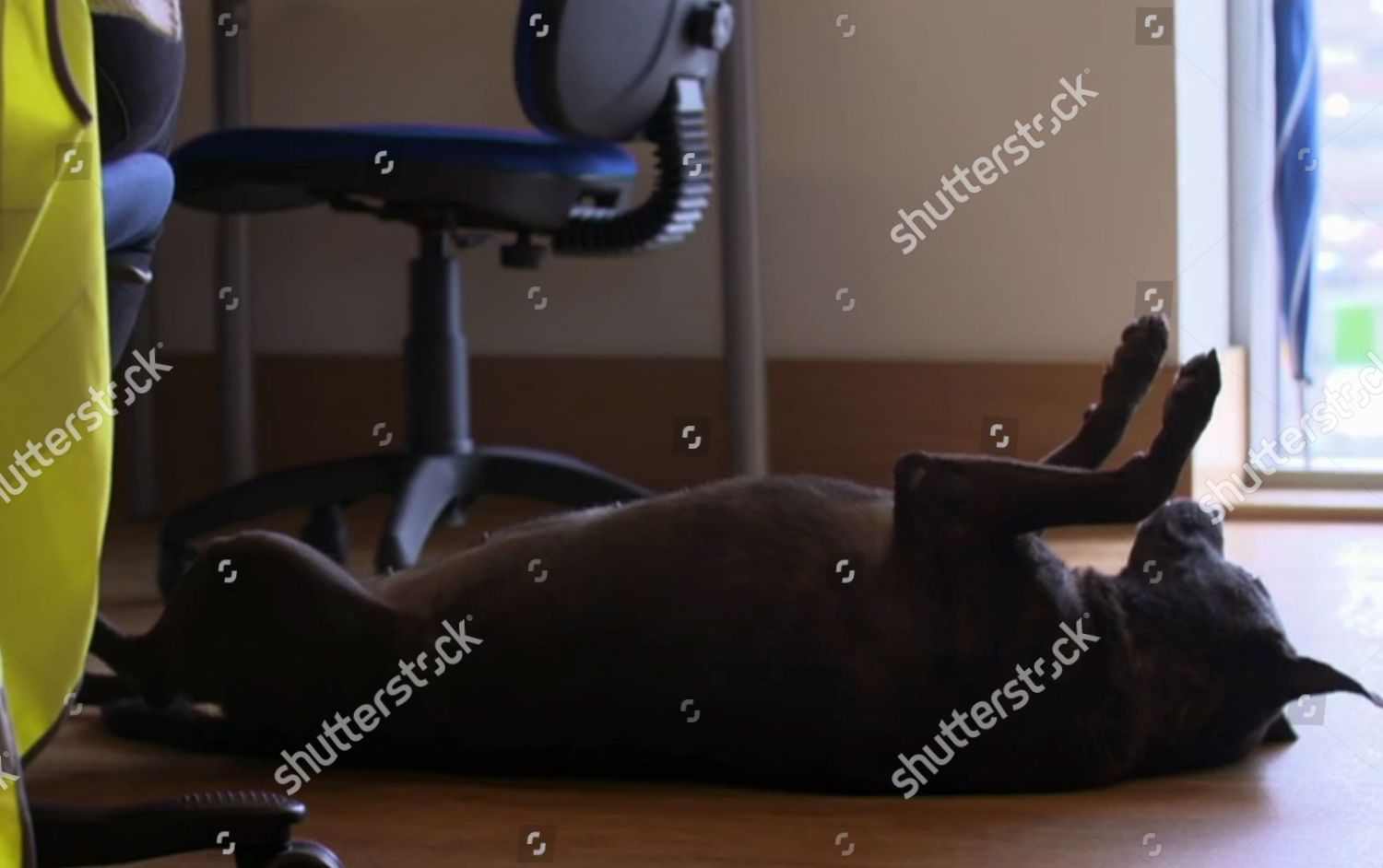 Ep7 Angel Staffy Cross Editorial Stock Photo - Stock Image | Shutterstock