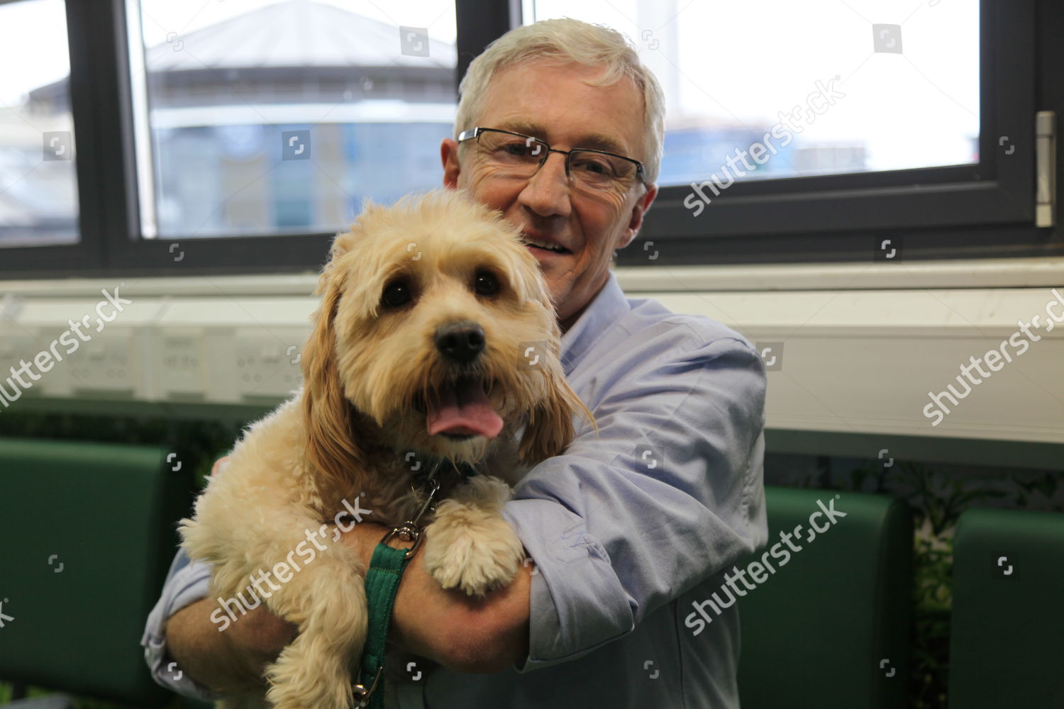 Ep8 Paul Ogrady Fudge Cockapoo Editorial Stock Photo - Stock Image | Shutterstock