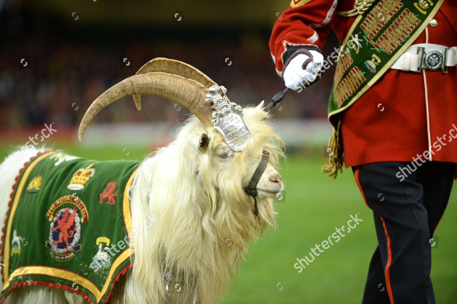 Royal Welsh Goat Fusilier Llywelyn Editorial Stock Photo - Stock Image ...