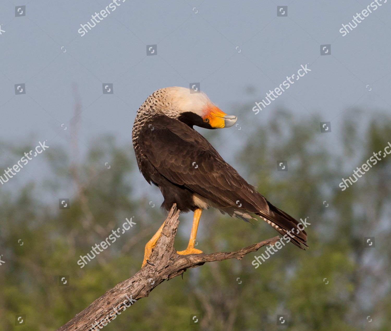 Bird Stretching Over Backwards Editorial Stock Photo - Stock Image ...