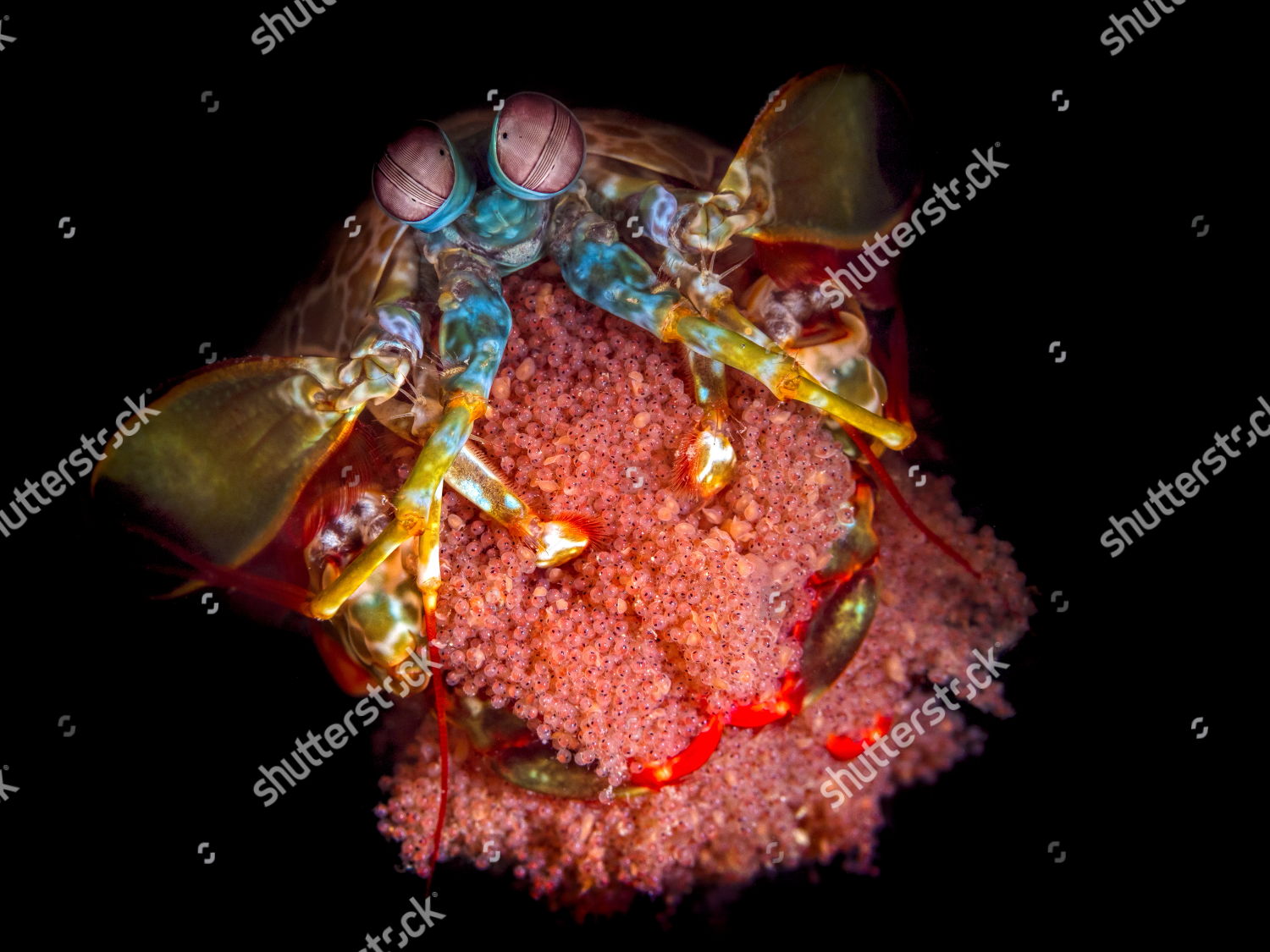 Breeding Cycle Peacock Mantis Shrimp Editorial Stock Photo - Stock ...