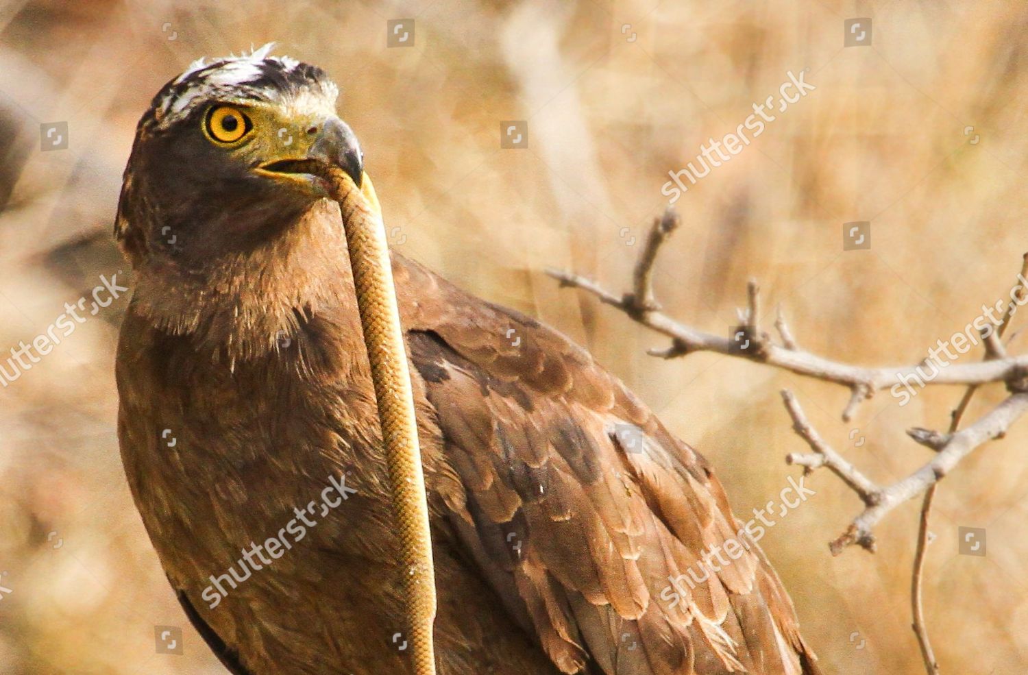 Crested Serpent Eagle Eating Snake Looks Editorial Stock Photo - Stock ...