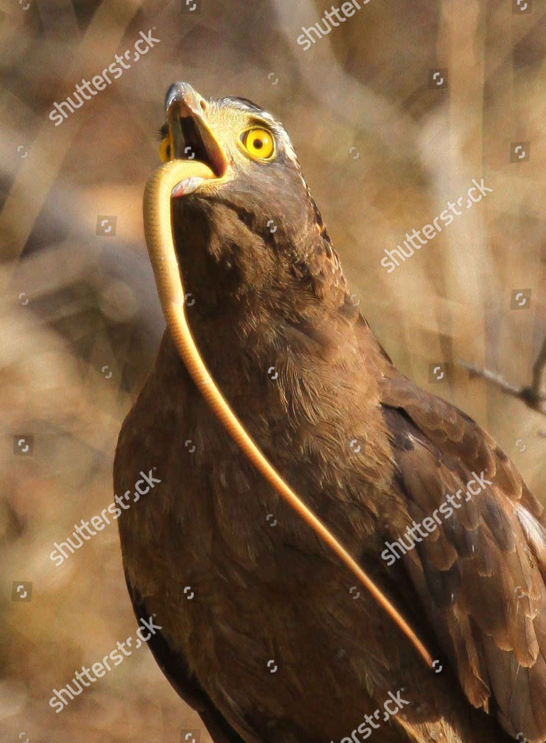Crested Serpent Eagle Eating Snake Looks Editorial Stock Photo - Stock ...