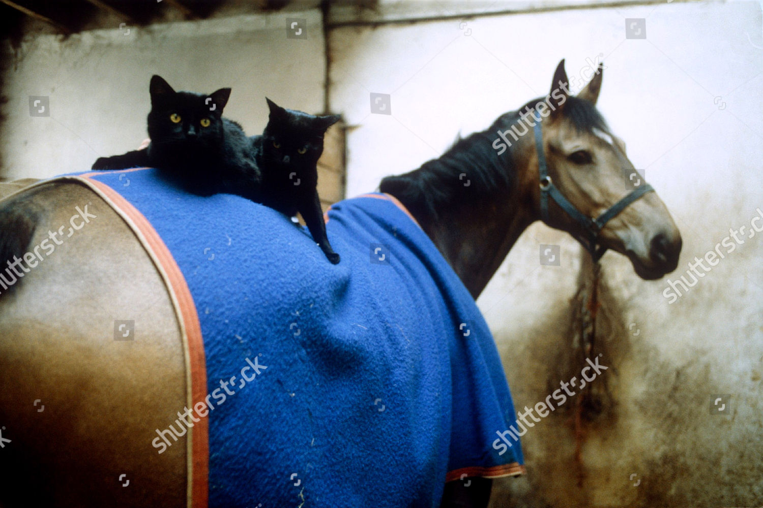 Catullus Thaccus Who Working Stable Cats Editorial Stock Photo - Stock ...