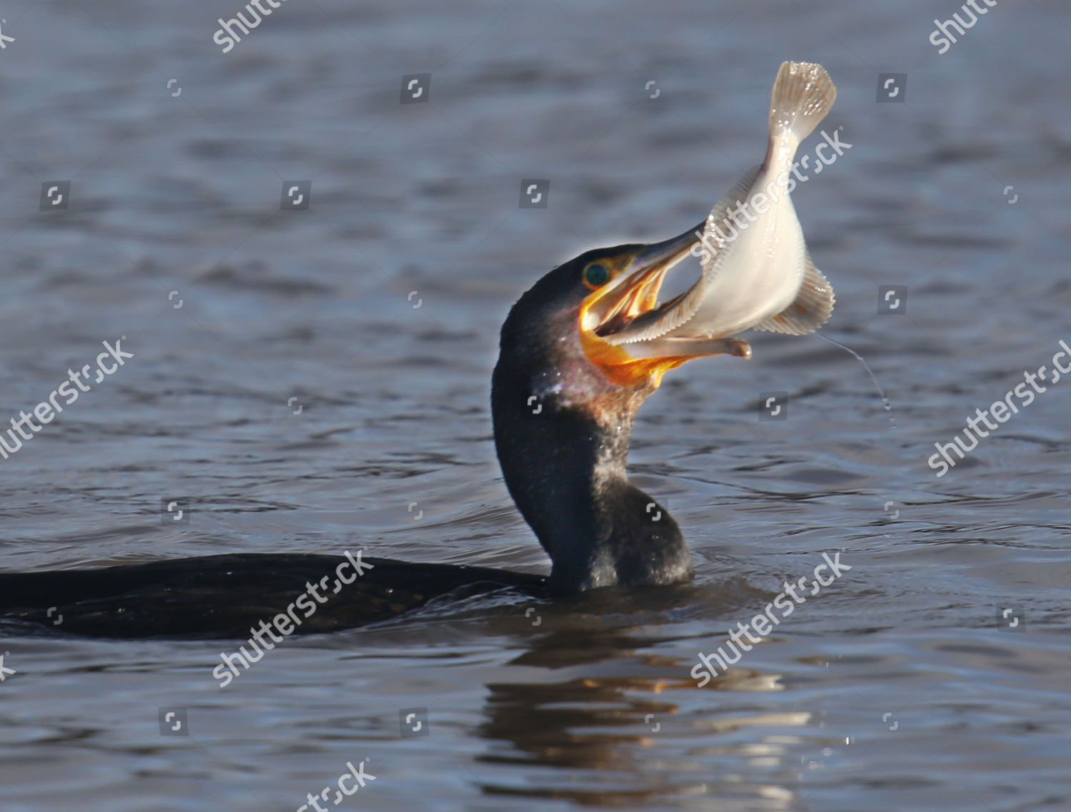 Cormorant Eating Fish Editorial Stock Photo - Stock Image | Shutterstock