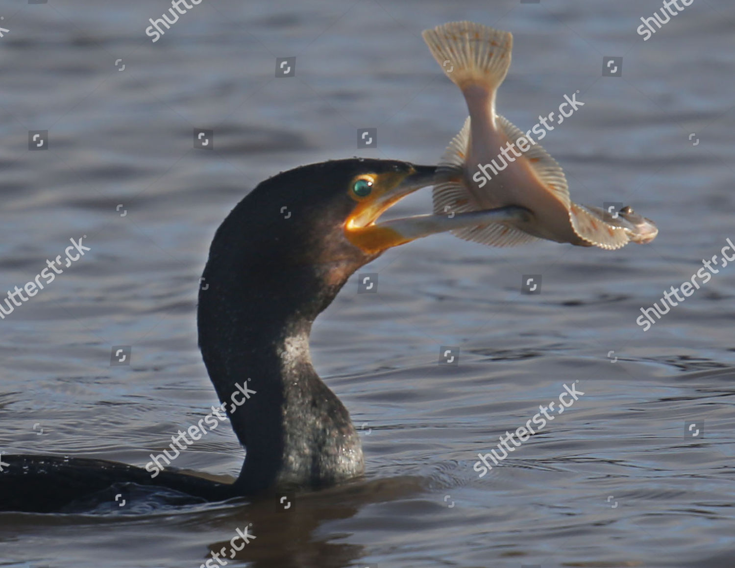 Cormorant Eating Fish Editorial Stock Photo - Stock Image | Shutterstock