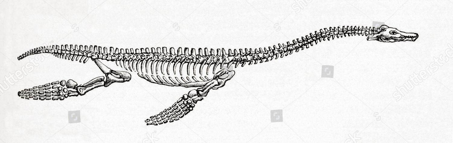 Skeleton Plesiosaurus Genus Extinct Large Marine Editorial Stock Photo ...
