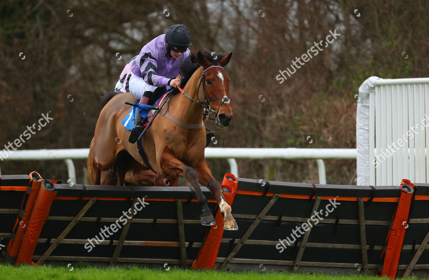 Moabit Ridden By Henry Morshead Race Editorial Stock Photo - Stock ...