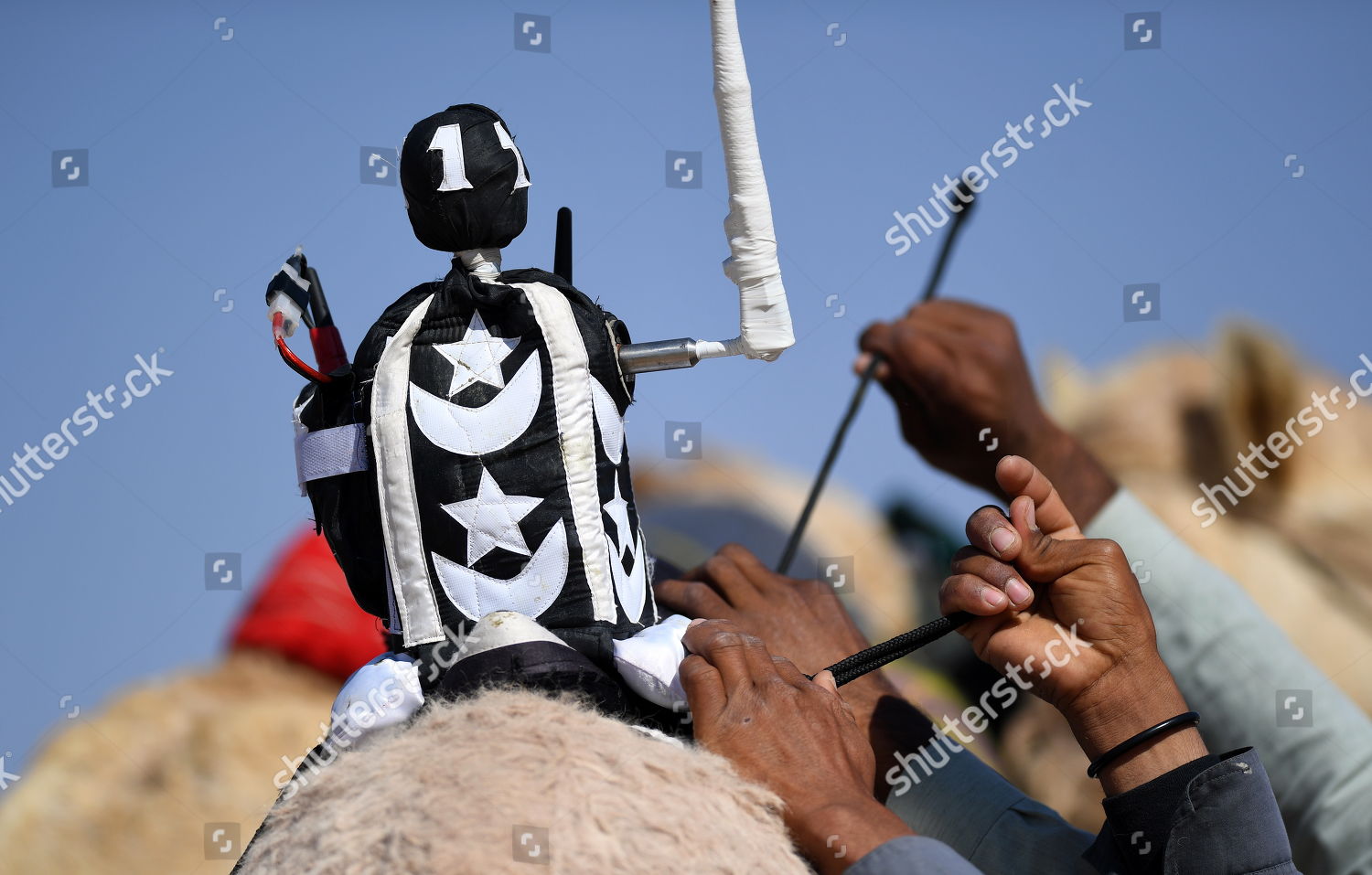 Men Install Robotic Jockey Ahead Camel Editorial Stock Photo - Stock ...