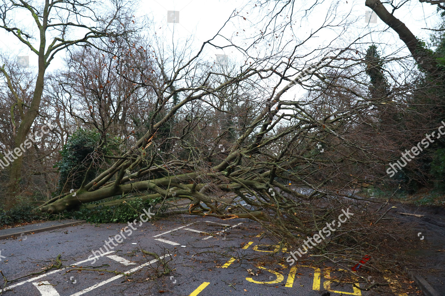 Fallen Tree Blocks Road Harrow North Editorial Stock Photo - Stock ...