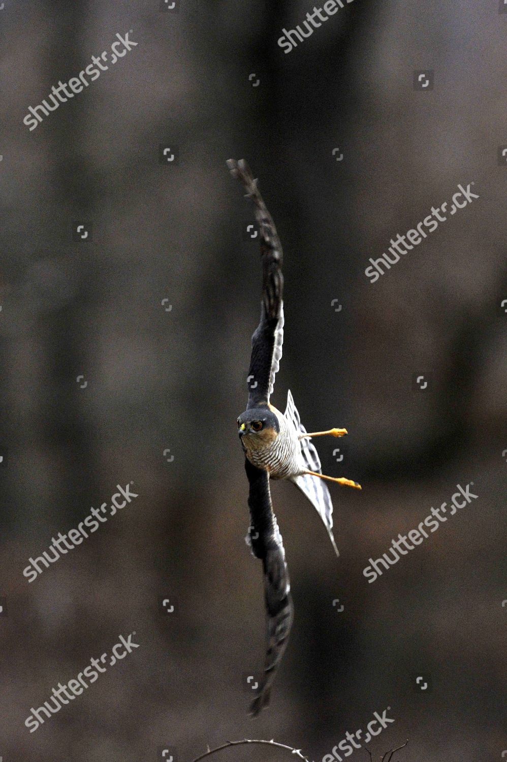 Sparrowhawk Accipiter Nisus Hunts Bird Feeder Editorial Stock Photo ...