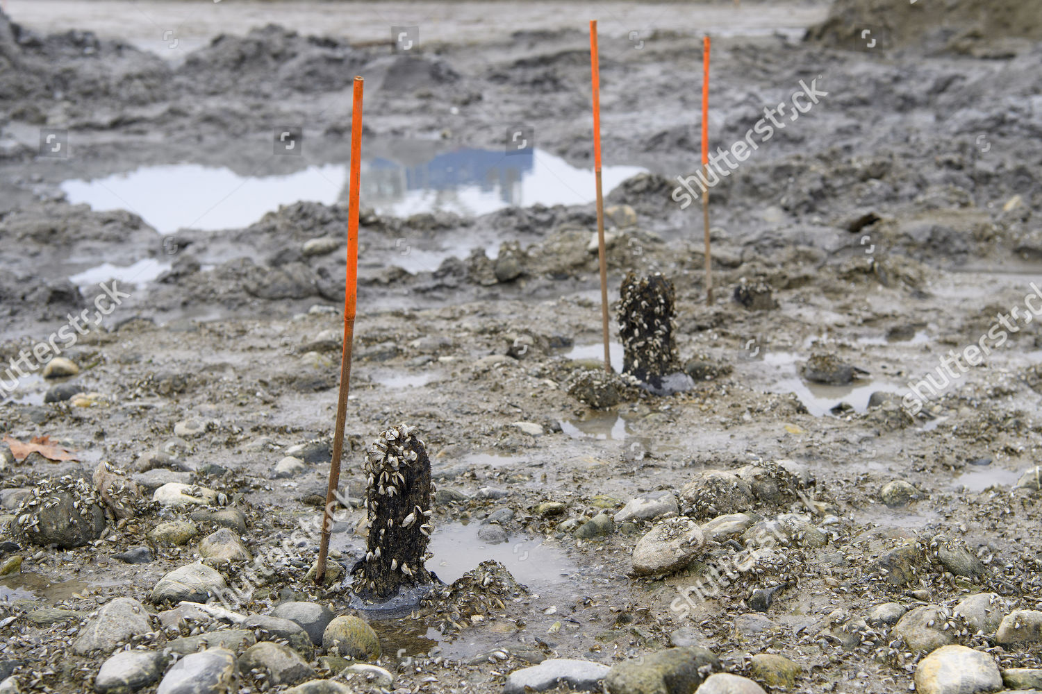 Piles Clay On Excavation Site Prehistoric Editorial Stock Photo - Stock ...
