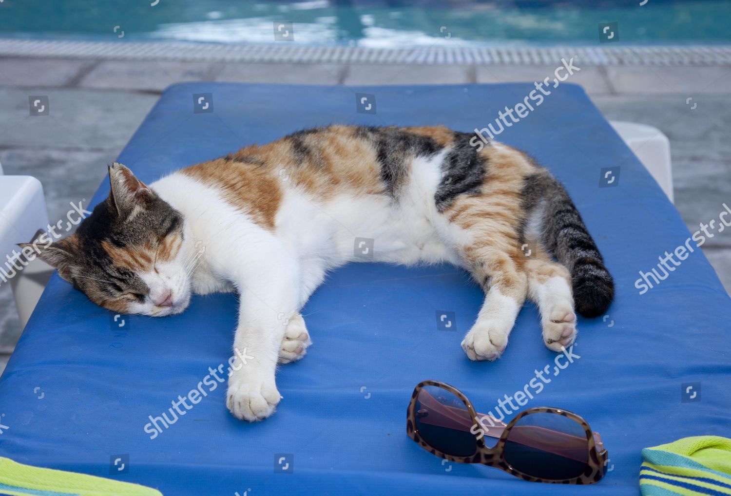 Paphos Cyprus Cat Makes Most Vacant Editorial Stock Photo - Stock Image ...