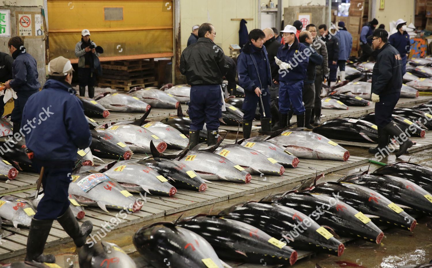 Tuna Fish Brokers Check Quality Bluefin Editorial Stock Photo - Stock ...