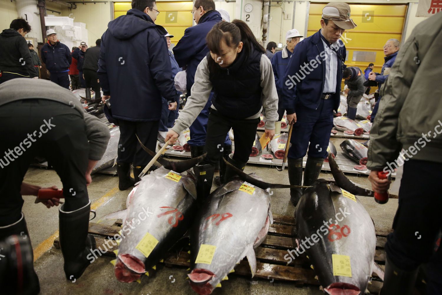 Female Tuna Fish Broker Checks Quality Editorial Stock Photo - Stock ...
