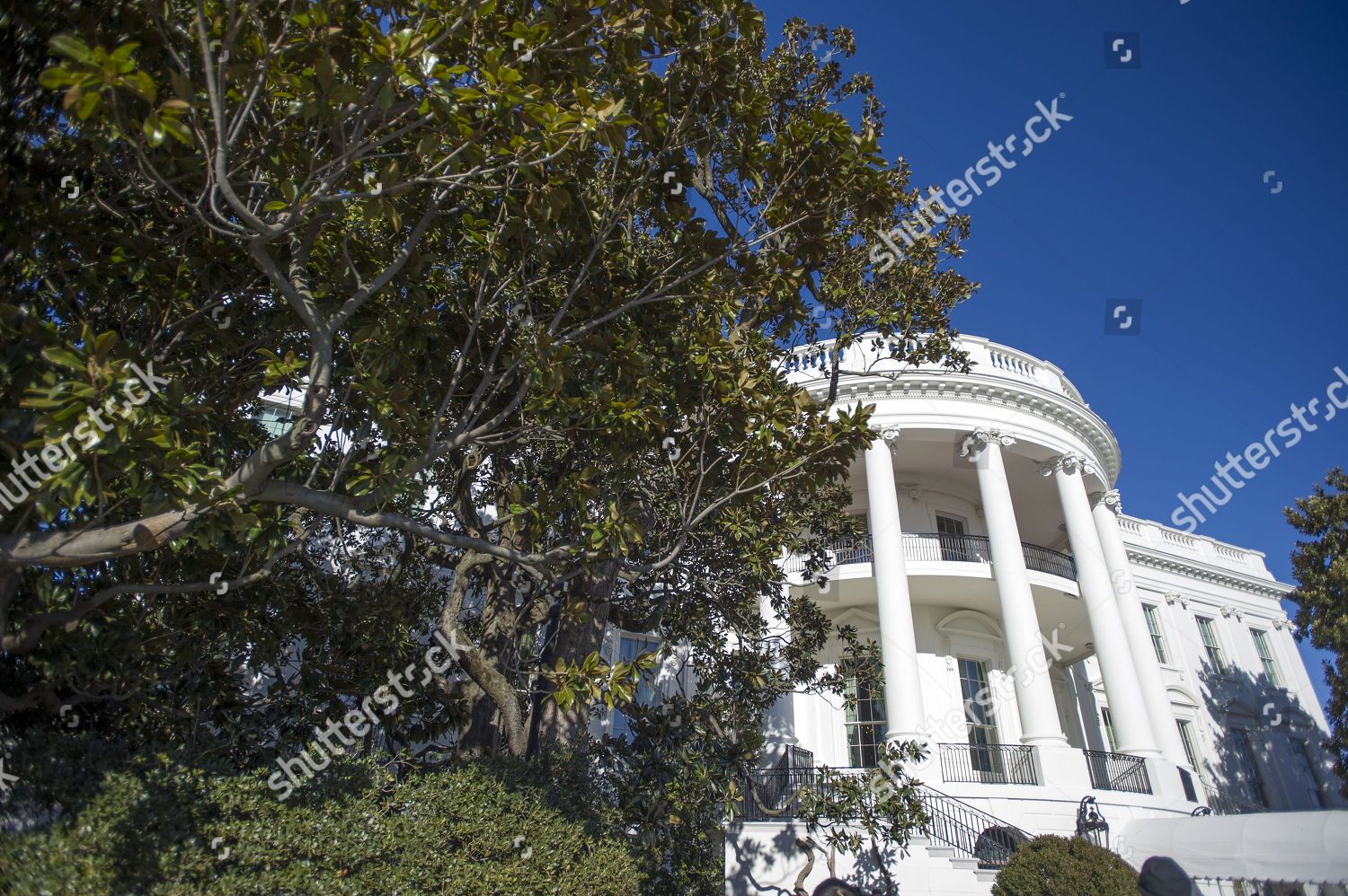 Jackson Magnolia Tree That Planted On Editorial Stock Photo - Stock ...