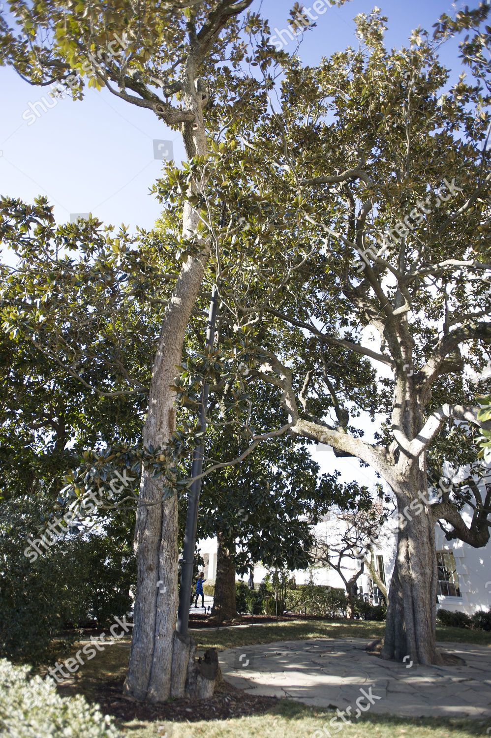 Jackson Magnolia Tree That Planted On Editorial Stock Photo - Stock ...