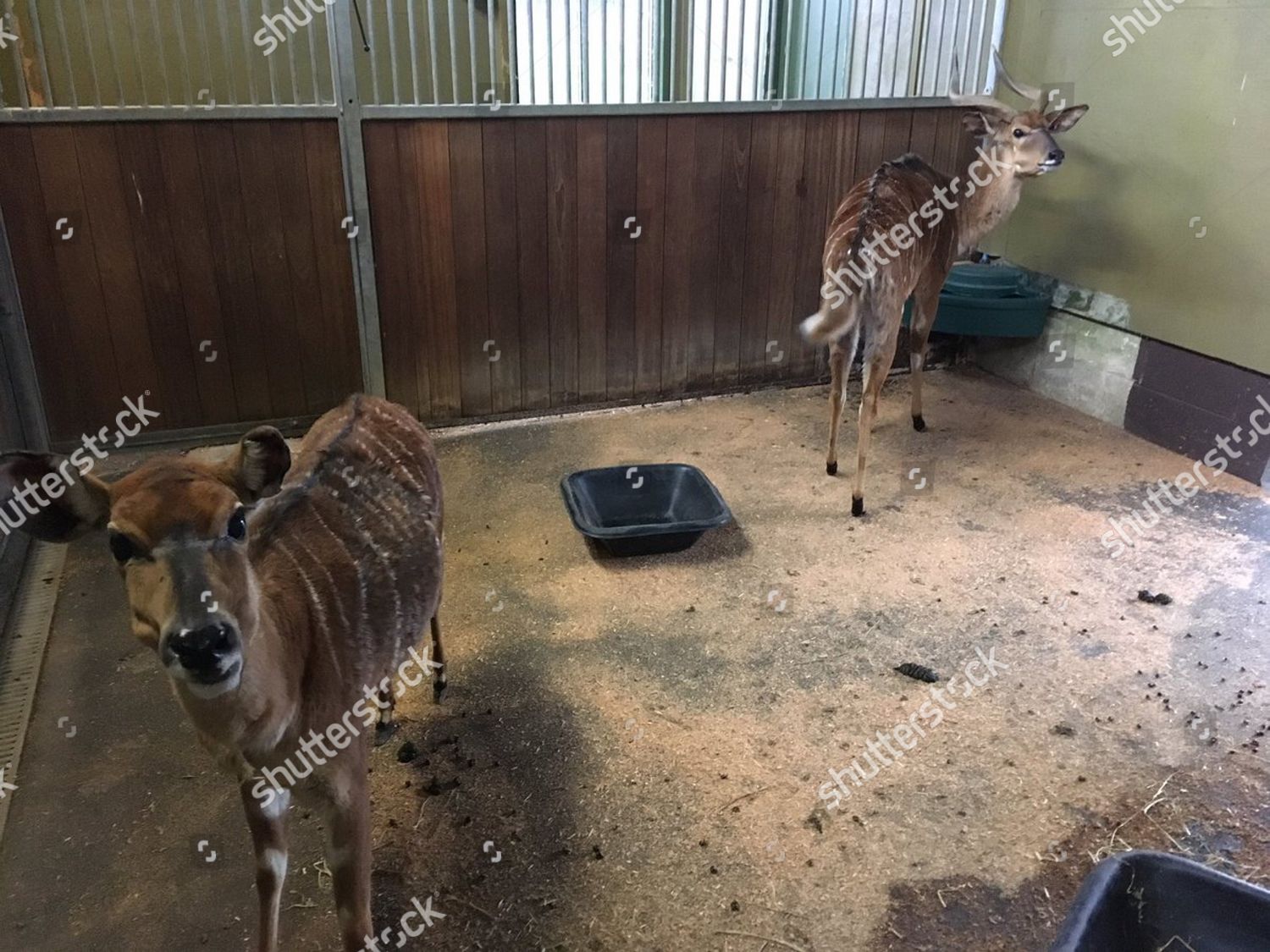 Nyala Antelope Their Enclosure Editorial Stock Photo - Stock Image ...