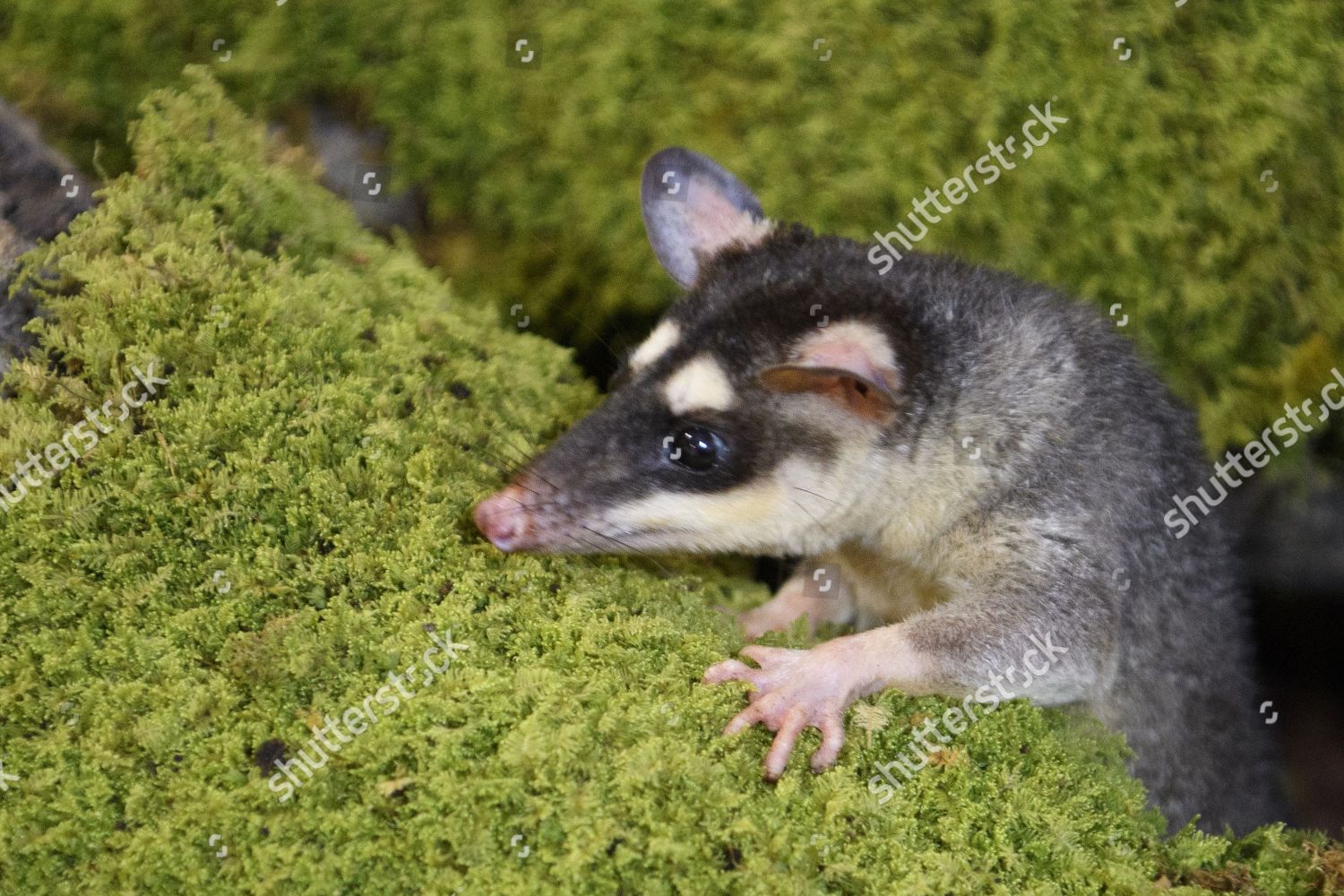 Gray Foureyed Opossum Philander Opossum During Editorial Stock Photo - Stock Image | Shutterstock