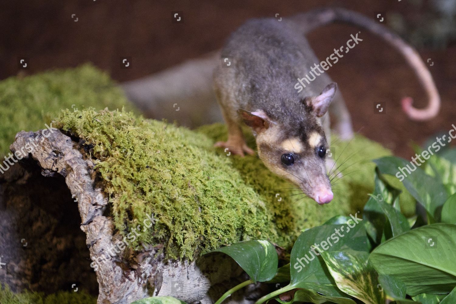 Gray Foureyed Opossum Philander Opossum During Editorial Stock Photo ...