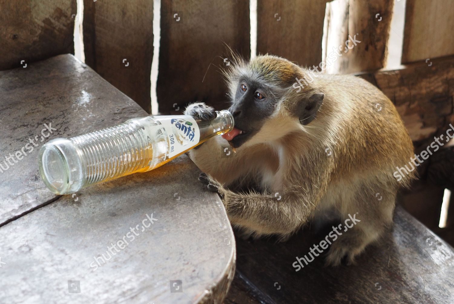 Green Vervet Monkey Drinking Bottle Fanta Editorial Stock Photo - Stock ...