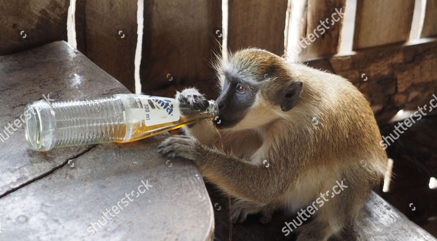 Green Vervet Monkey Drinking Bottle Fanta Editorial Stock Photo - Stock ...