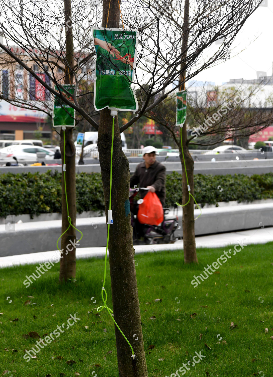 Newly Transplanted Trees Accept Infusion Therapy Editorial Stock Photo ...