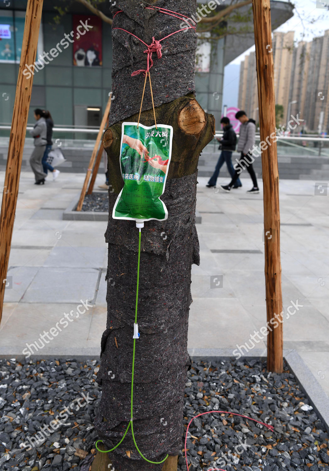 Newly Transplanted Trees Accept Infusion Therapy Editorial Stock Photo ...