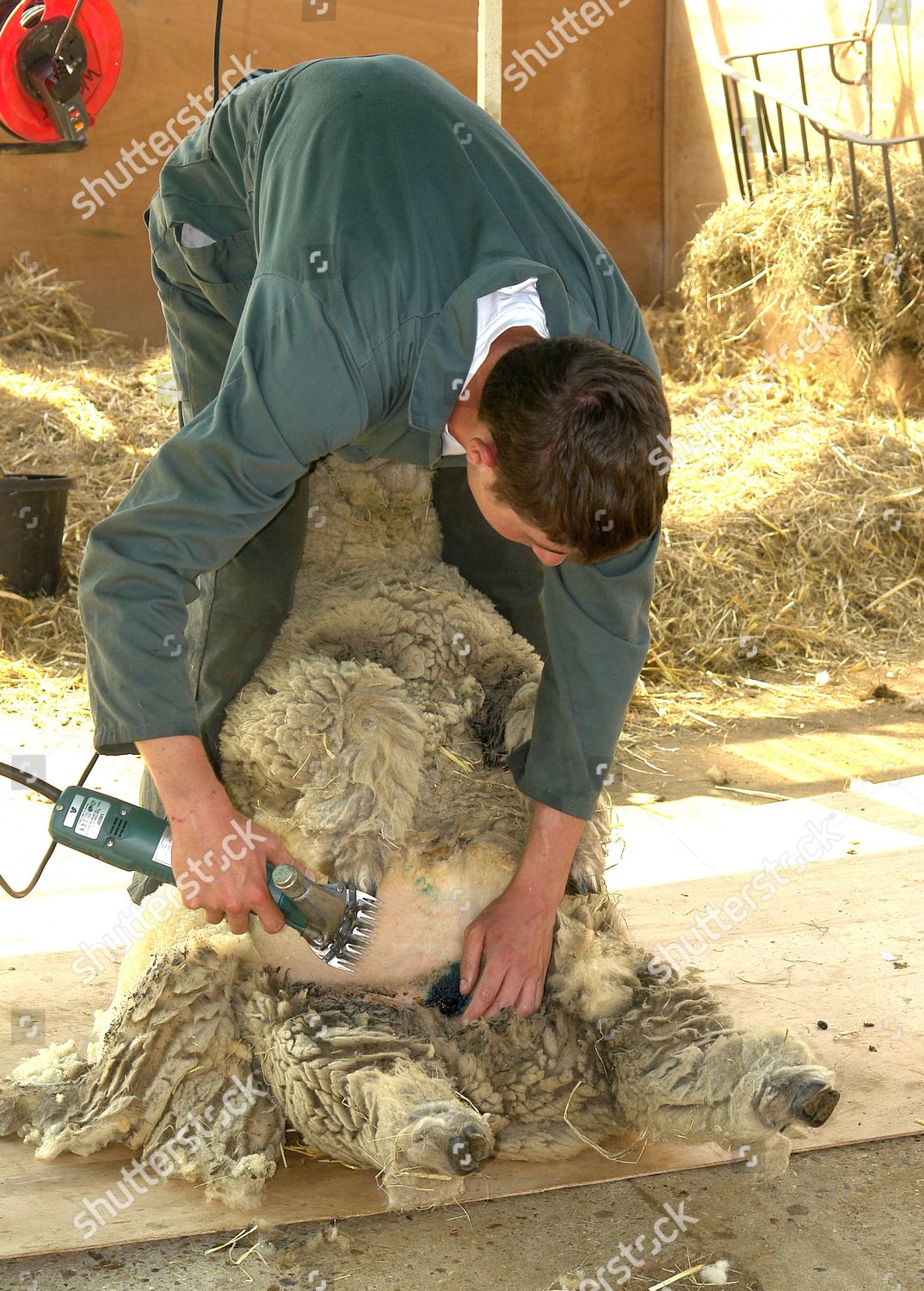 Dylan One Year Old Ram Sheared Editorial Stock Photo - Stock Image ...
