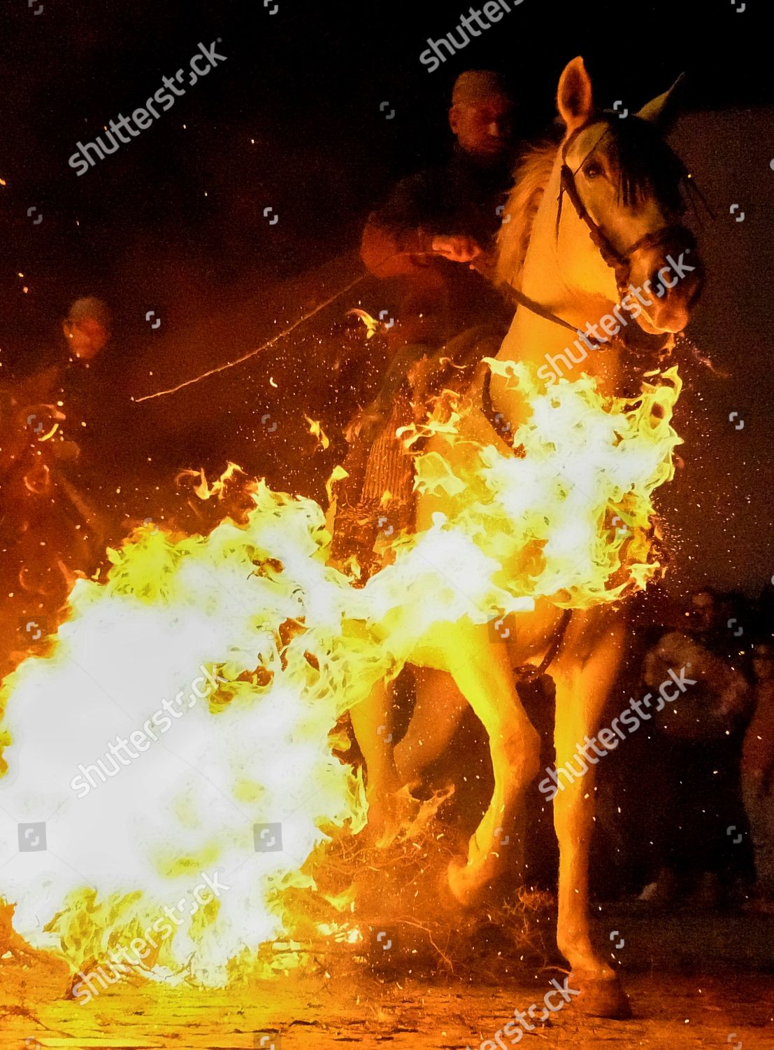 Horses Donkeys Mules Jump Over Fire Editorial Stock Photo - Stock Image ...