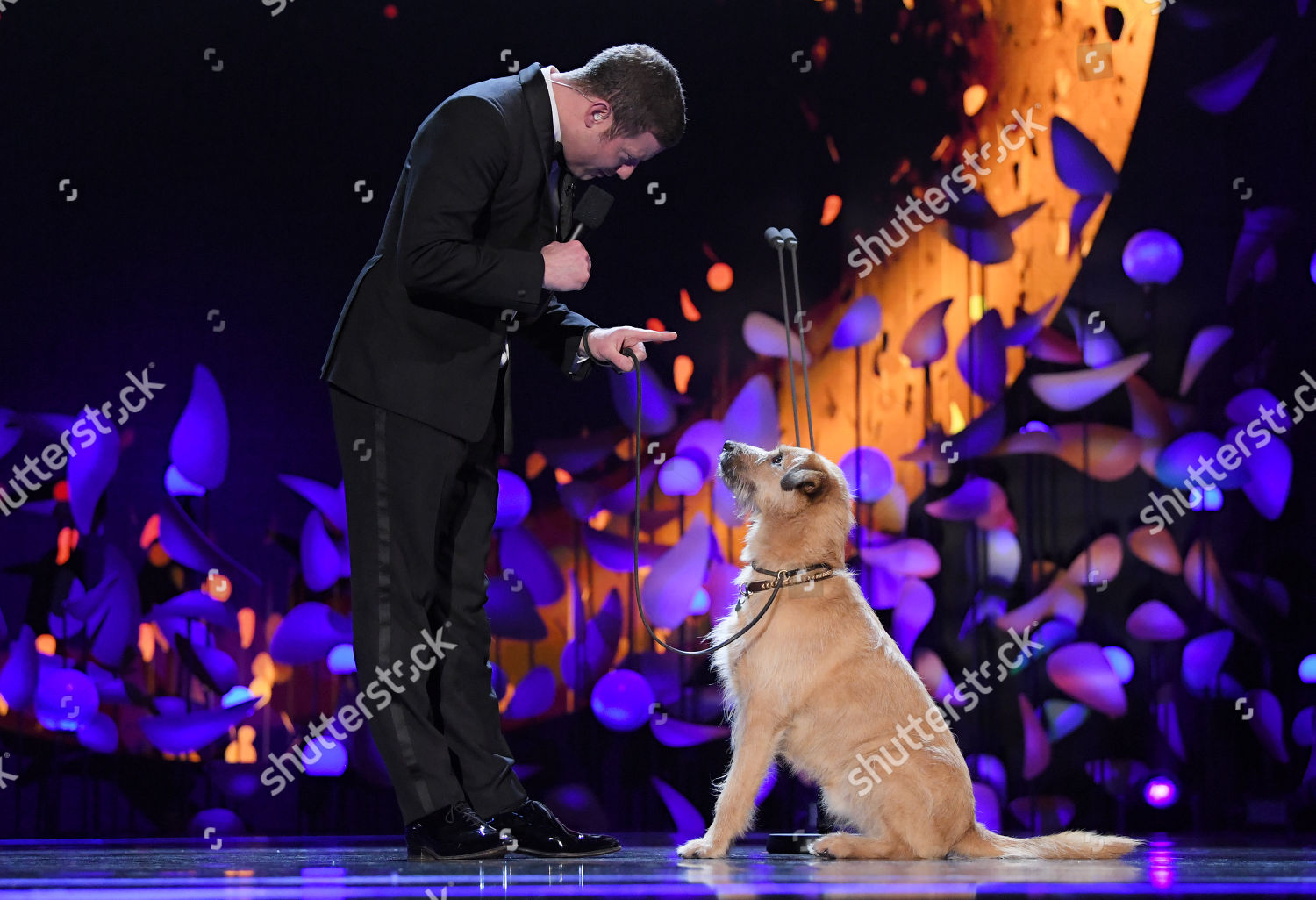 Dermot Oleary Dog Editorial Stock Photo - Stock Image | Shutterstock