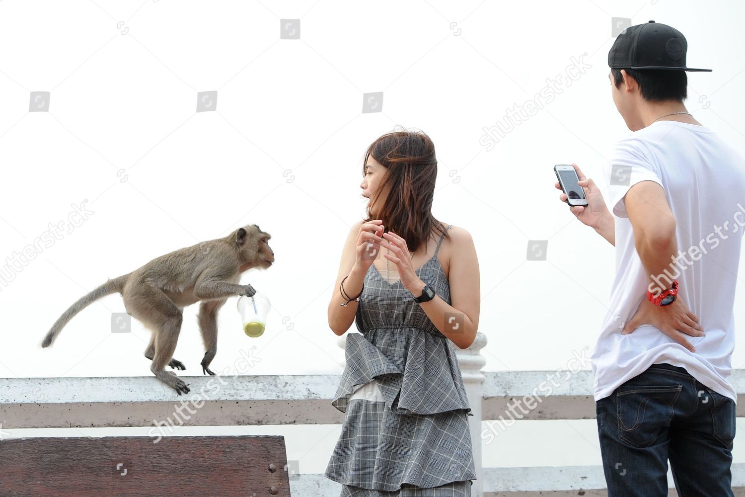 Monkey Grabs Cup Drink Tourist Editorial Stock Photo - Stock Image ...