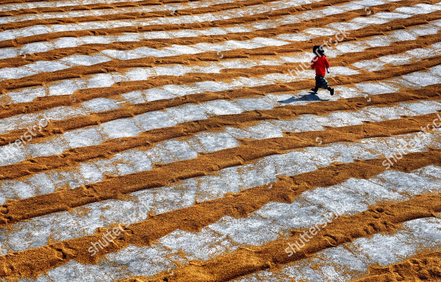Workers Laying Out Rice Dry Editorial Stock Photo - Stock Image ...