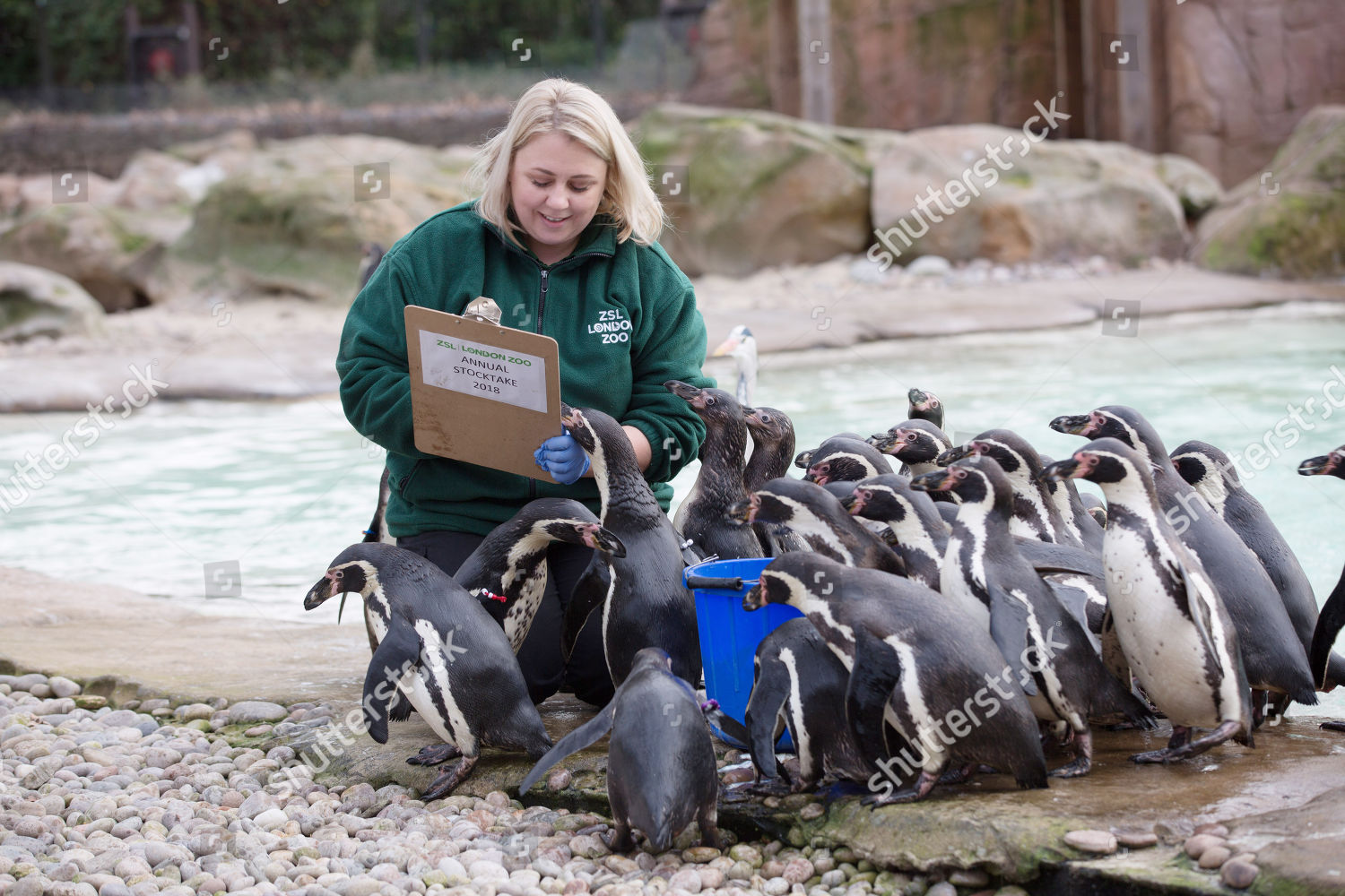 Suzi Hyde Counting Penguins Editorial Stock Photo - Stock Image ...