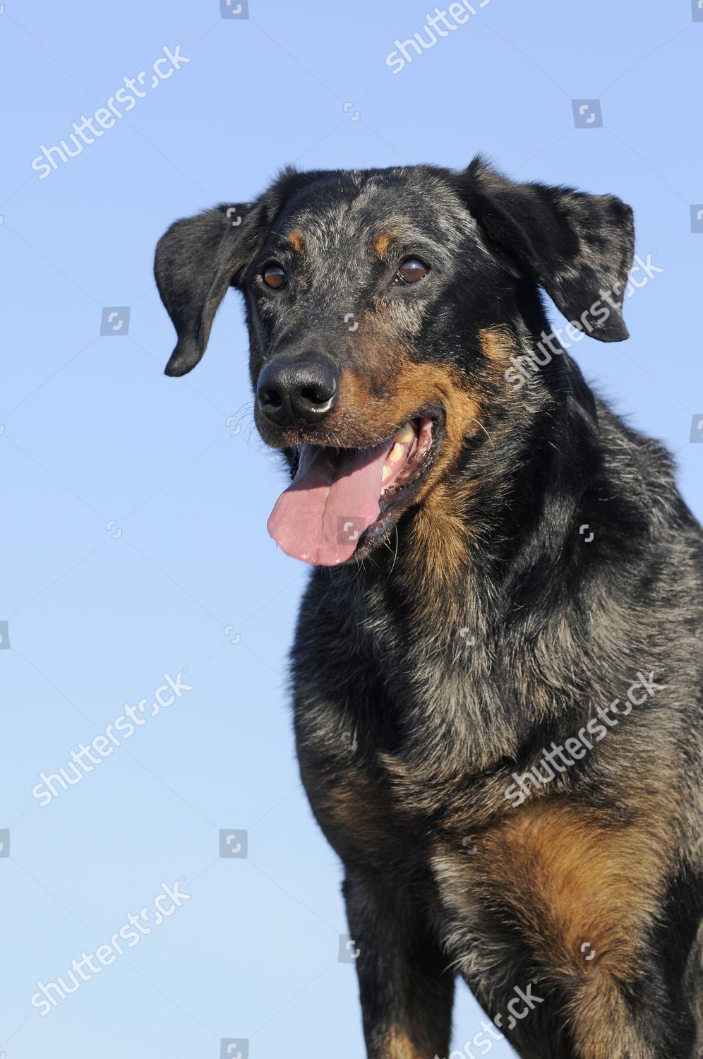 Harlequin Beauceron Blue Merle Male Dog Editorial Stock Photo - Stock ...