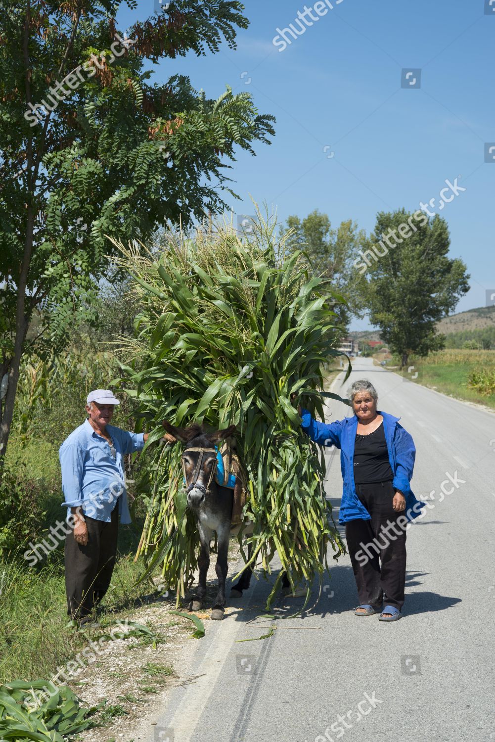 Donkey Transporting Corn Perennials Near Kelcyra Editorial Stock Photo ...