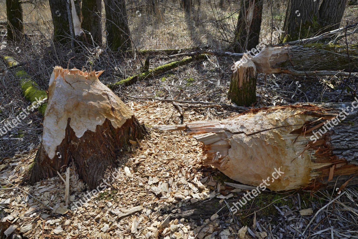 Fallen Down Tree Traces European Beaver Editorial Stock Photo - Stock ...