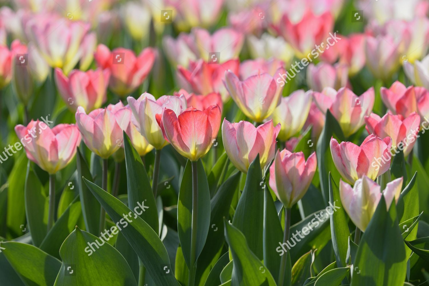 Tulips Tulipa Beet Pink Flowers Back Editorial Stock Photo - Stock ...