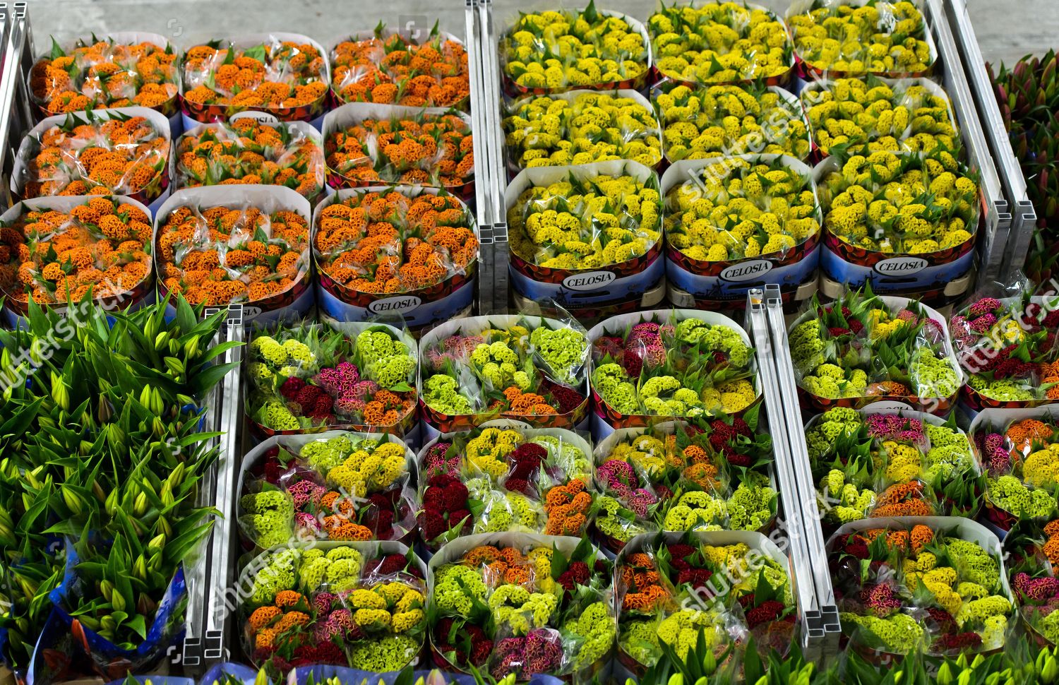 Different Flowers Ready Dispatch Boxes Royal Editorial Stock Photo ...