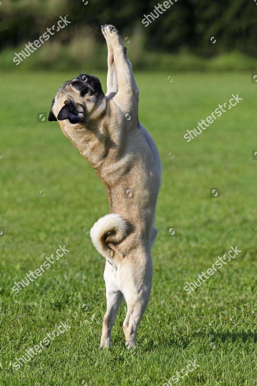 Pug Stands On Hind Legs Editorial Stock Photo - Stock Image | Shutterstock