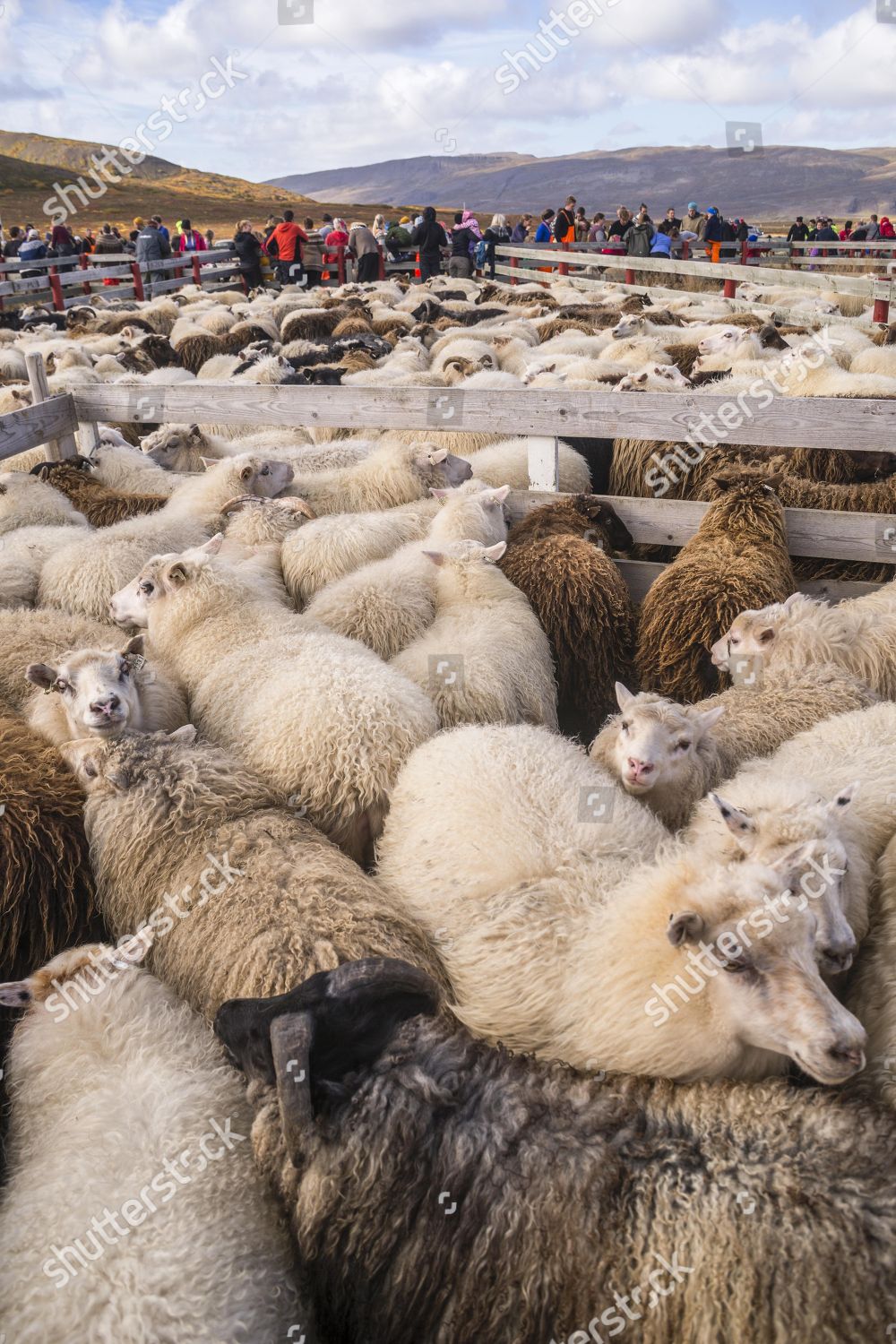 Counting Sorting Islandic Sheep Sheep Offspring Editorial Stock Photo ...